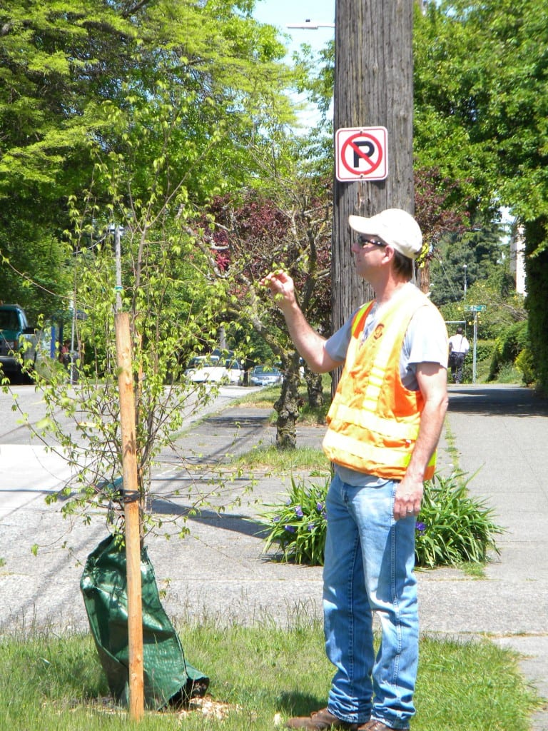 Seattle City Light, SDOT Add to Urban Forest in Greenlake - Powerlines