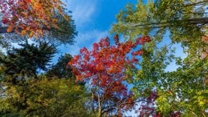 Seattle City Light Named 2021 Tree Line USA Utility by Arbor Day ...