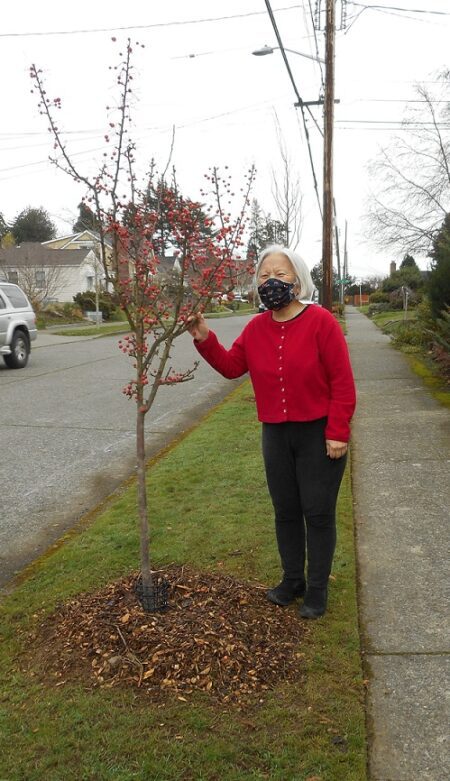 Seattle City Light Recognized as 2024 Tree Line USA Utility - Powerlines