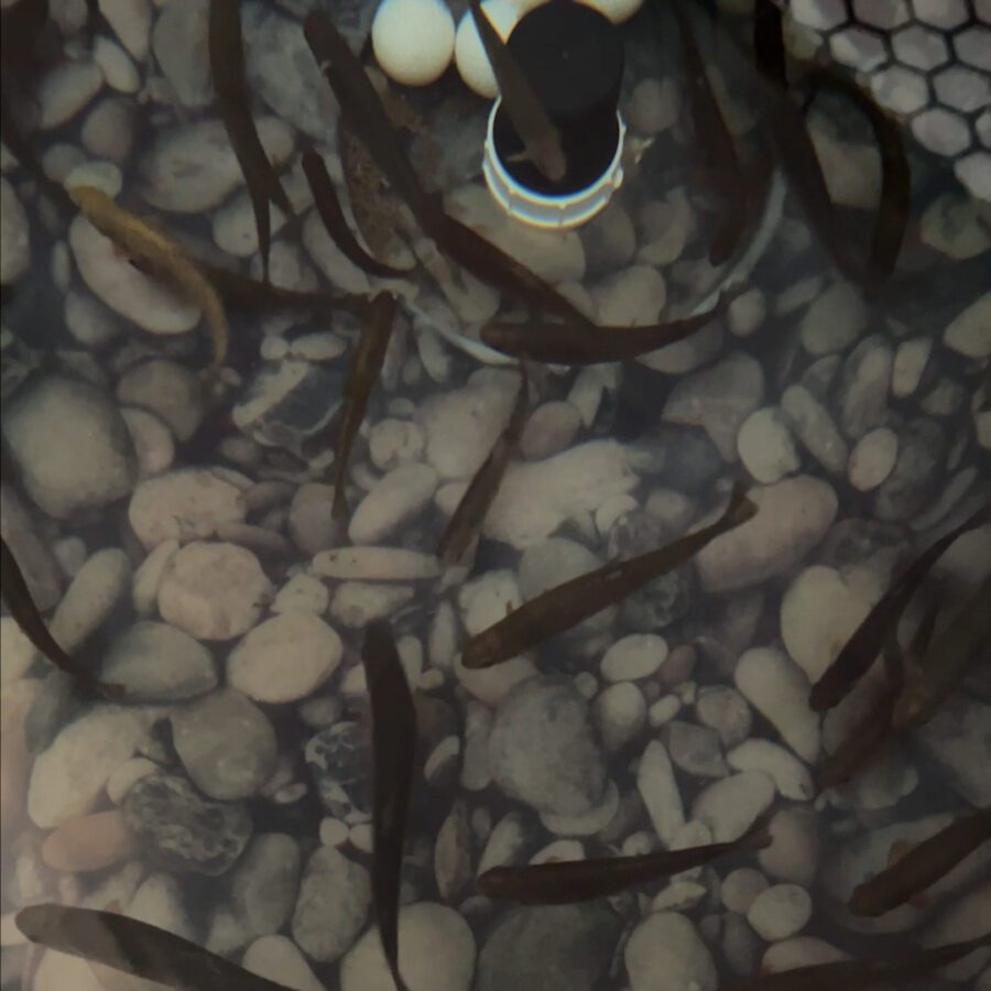 Seattle City Light's New Native Salmonid Conservation Facility: A ...