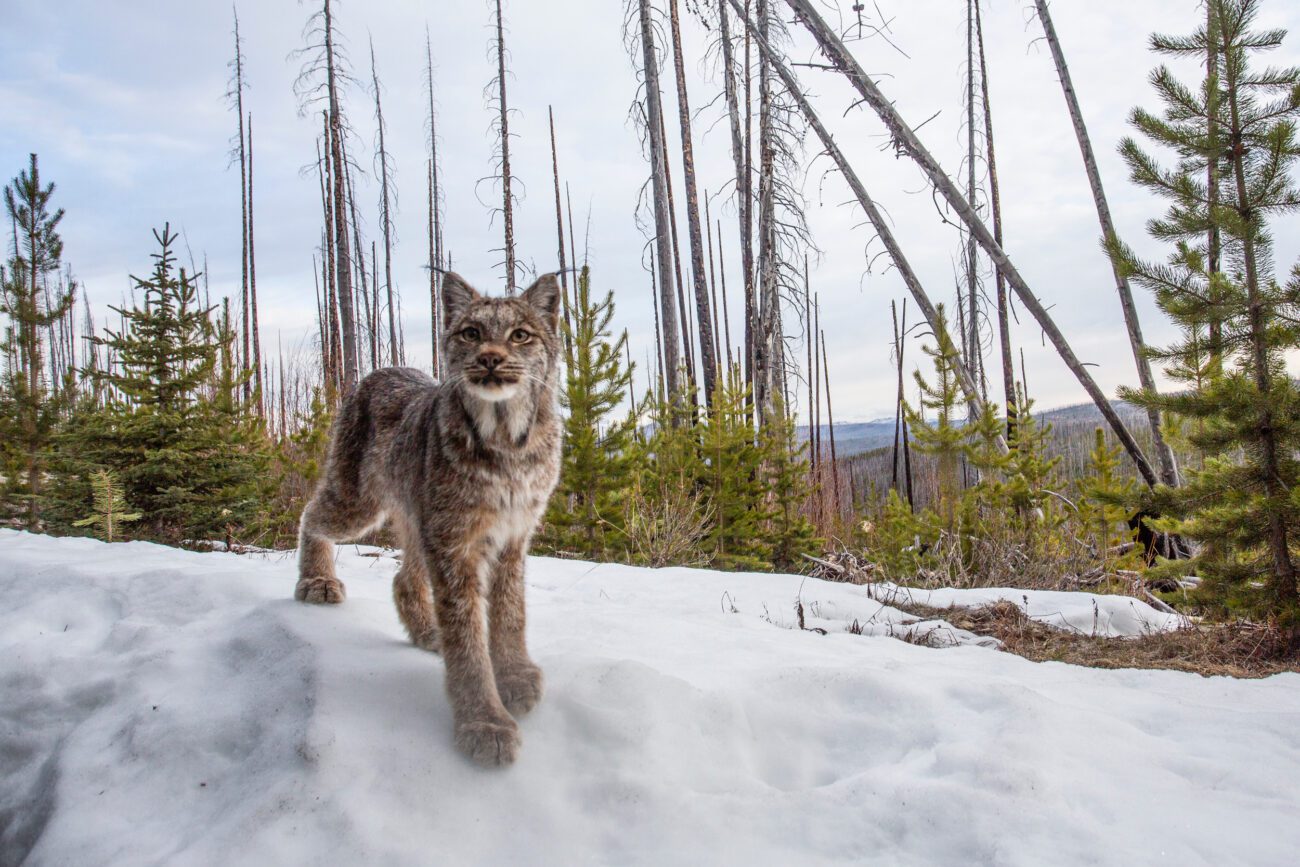 2025 Wildlife Research Program Grant Winners Announced - Powerlines